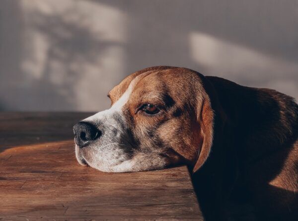 Specialized Dogs - All Pet Funeral & Cremation Services In Pune